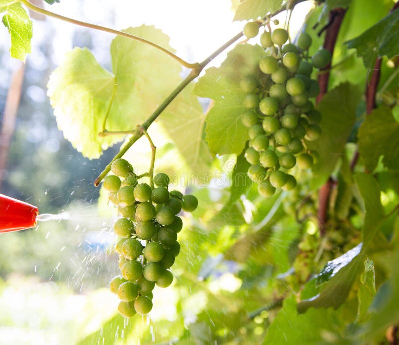 Spraying Grapes from Diseases and Pests with a Special Chemical ...