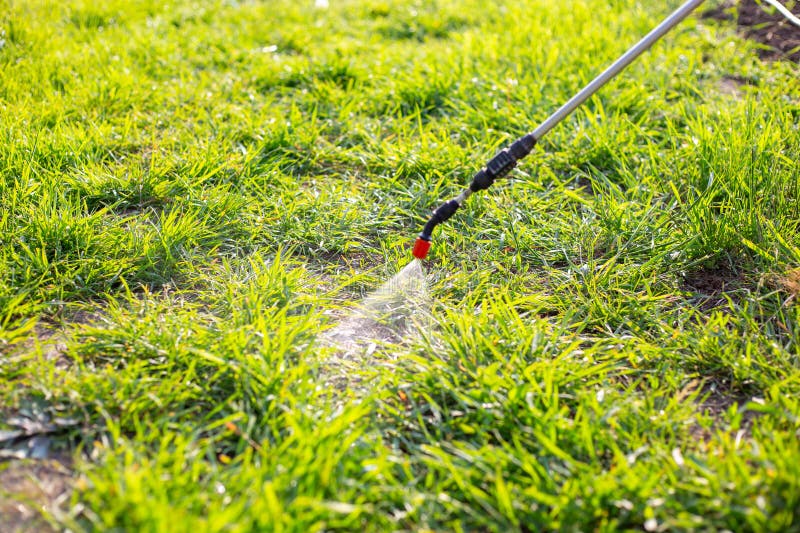 Spraying the Grass in a Garden Plot with a Garden Sprayer Against Weeds ...