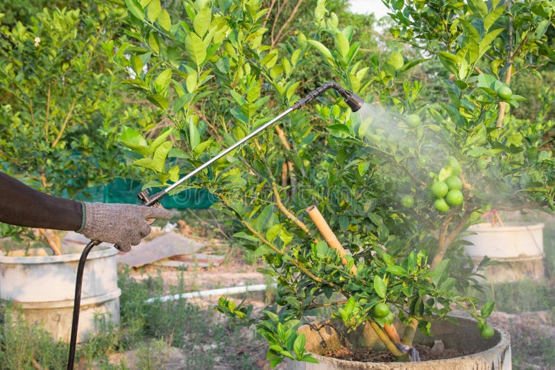 Spraying Insecticide on Lime Garden Stock Photo - Image of farm, leaves ...