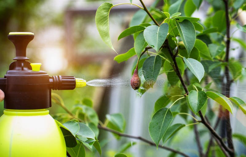 Spraying Pear Trees Against Fruit Rust and Pathogens Against the ...