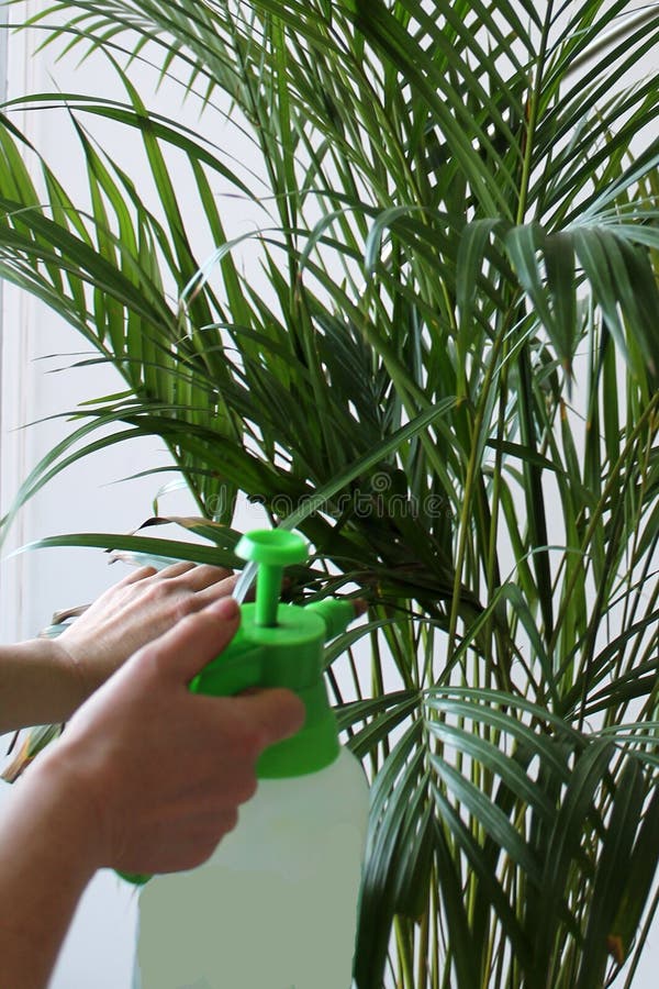 Spraying the Plant with a Spray Gun Stock Image - Image of growth ...