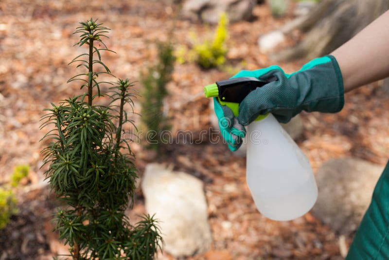 Spraying trees in orchard stock image. Image of crop - 44986487
