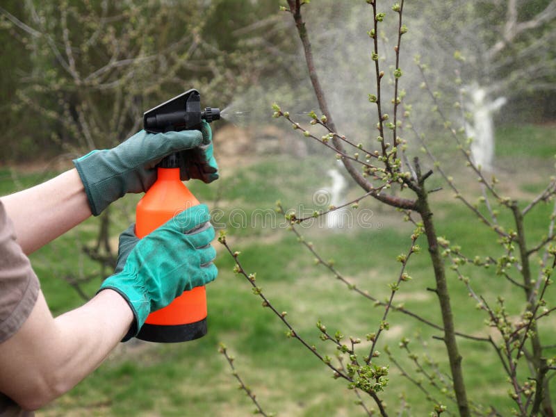 Spraying Plants with a Sprayer Stock Image - Image of flowering ...