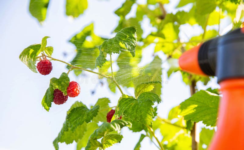 2,765 Pests Diseases Stock Photos - Free & Royalty-Free Stock Photos ...