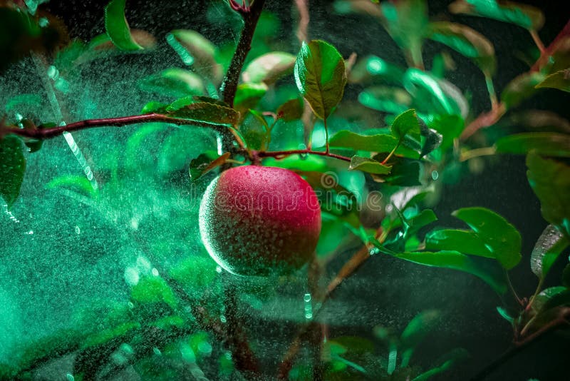 Spraying Red Apple Spray on the Apple Tree Stock Photo - Image of ...