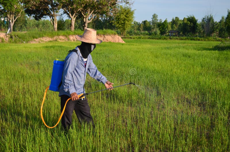 Spraying the Rice stock image. Image of pollution, cultivated - 33659943