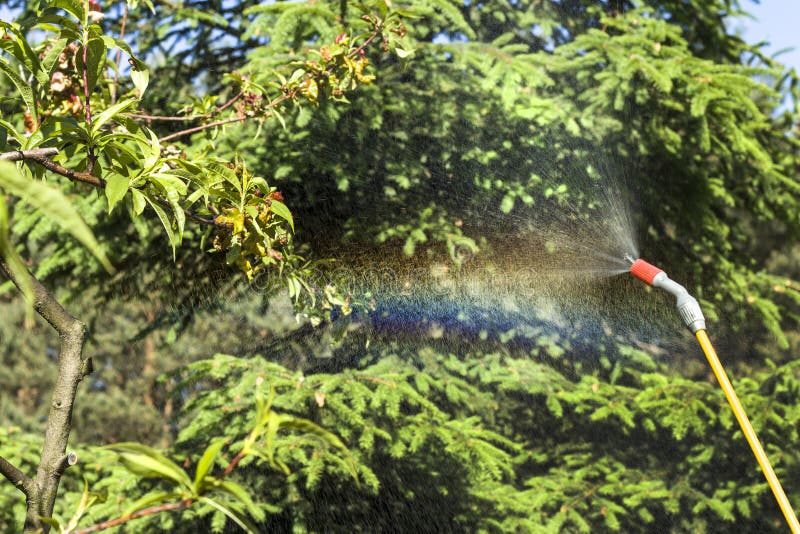 Fruit tree in bloom stock photo. Image of calming, medicinal - 1938566