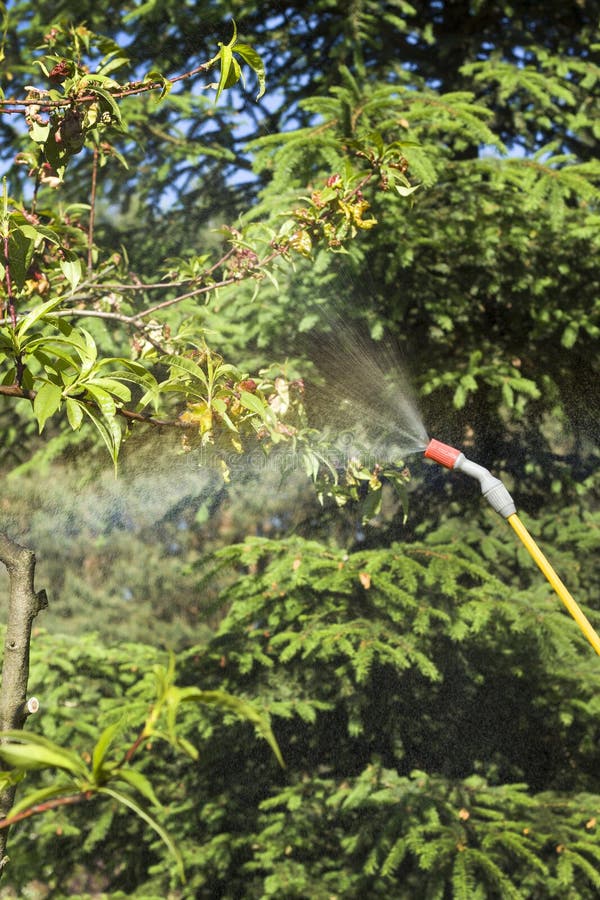 Spraying a Sick Peach Fruit Tree. Stock Photo - Image of leaving ...