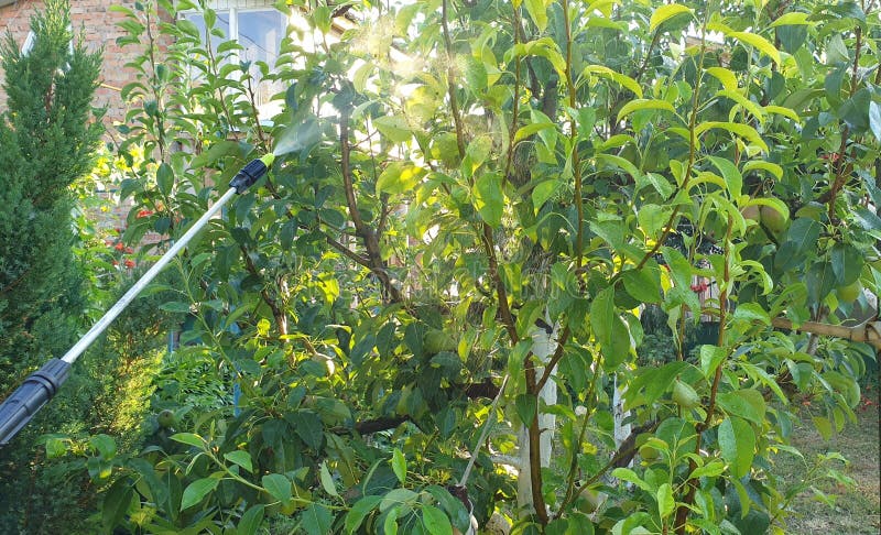 Spraying Tree and Bush in the Garden from Pump Sprayer. Stock Image ...