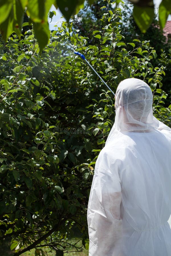 Spraying trees in orchard stock image. Image of crop - 44986487