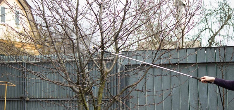 Spraying Trees from Pests with Chemical or Ecological Means. Spraying ...