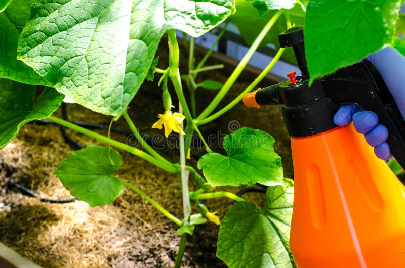 Spraying of Vegetable Plants Against Diseases and Pests Stock Photo ...