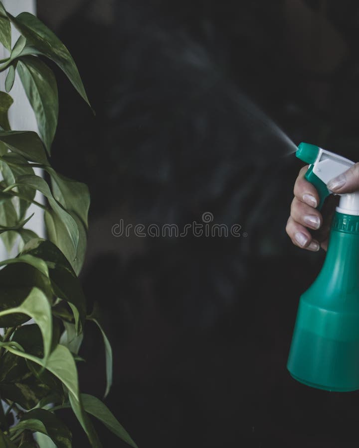 Spraying the Water from Atomizer on House Plants Stock Image - Image of ...