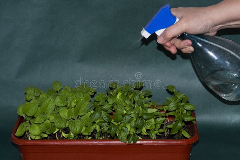 Spraying Water with Green Seedlings Stock Photo - Image of plant ...