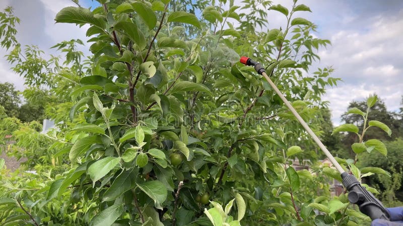 Spraying Young Apple Tree With Chemicals In The Garden Protecting