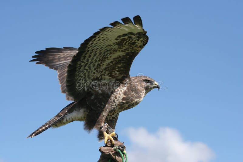 Spread Eagle stock image. Image of eagle, bird, stretching - 1429461
