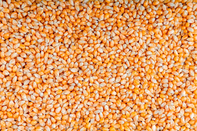 Spread Ed Yellow Corn Kernels Background. Corn Texture Lots of Corns or ...