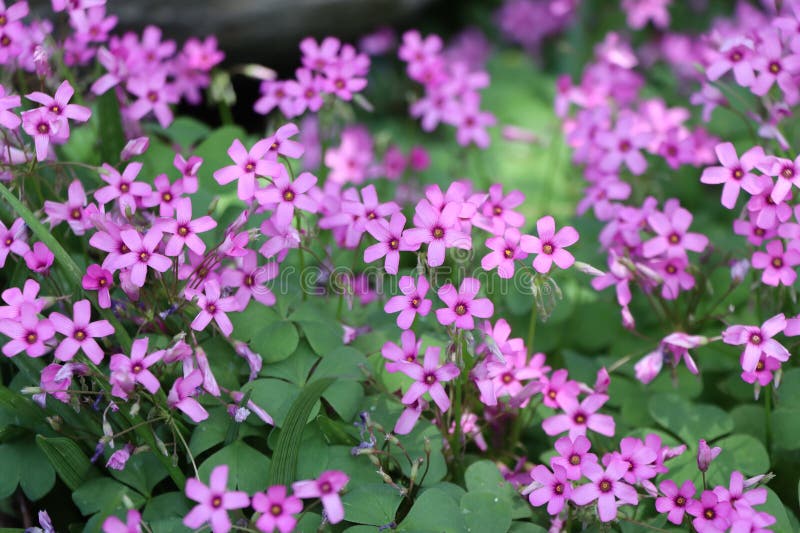Spread of Pink Purple Sorrel Flowers Stock Photo - Image of shrub ...