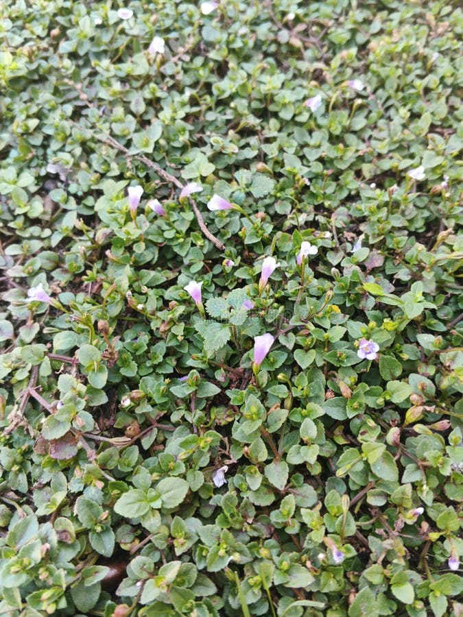 A Spread of Small Green Leafy Plants with Tiny Light Purple Flowers ...