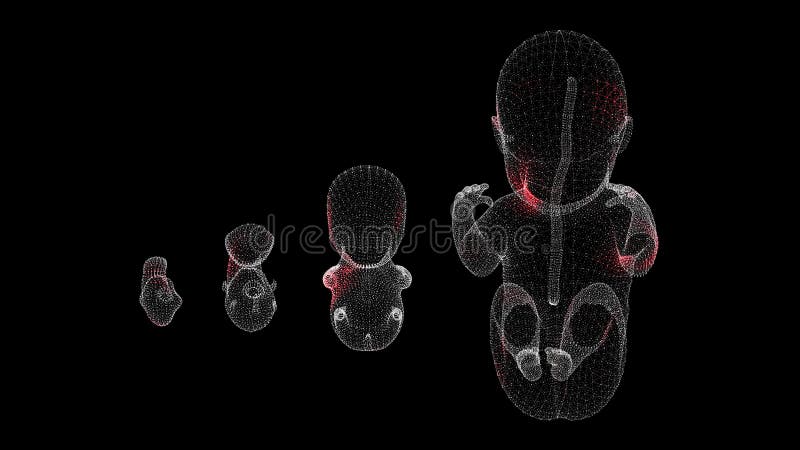 3D Human Embryo Rotates on Black Bg. the Development of the Human ...