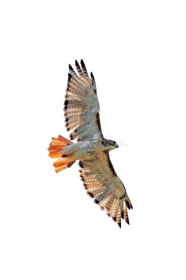 Spread Wing Red-Tailed Hawk Soars on a White Background Stock Photo ...