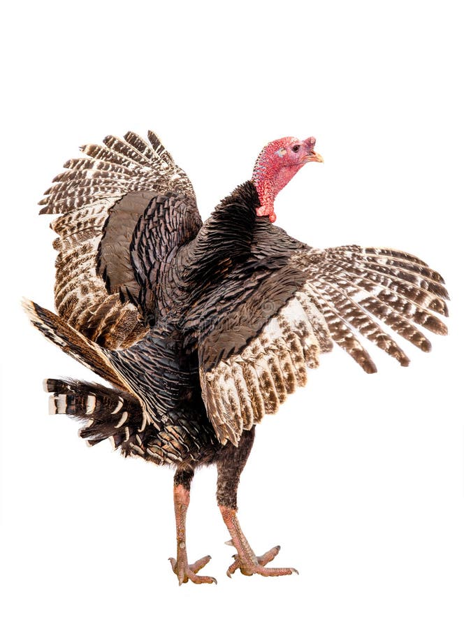 Wild Turkey Flapping Wings stock image. Image of gallopavo - 7721873