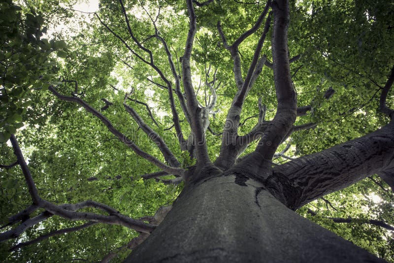 Spreading Crown of Beech Tree Stock Image - Image of outdoor, leaves ...