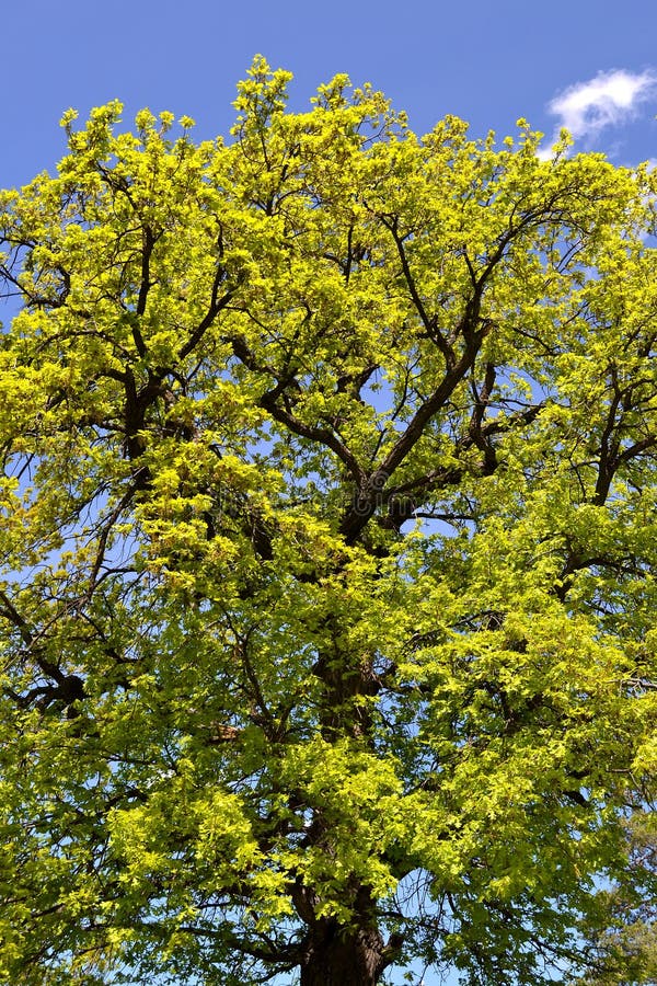 Immense spreading oak stock image. Image of spring, live - 35360931