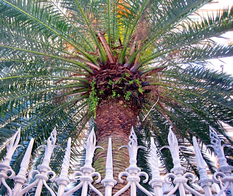 The Spreading Crown of a Palm Tree Behind an Artistic White Fence ...