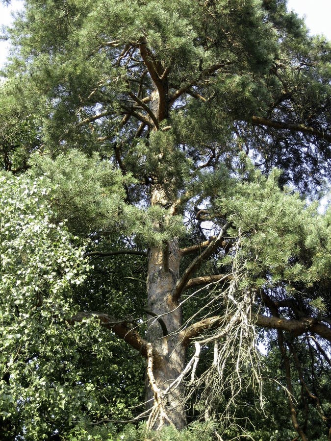 The Spreading Crown of a Pine Tree Surrounded by Other Trees in the ...
