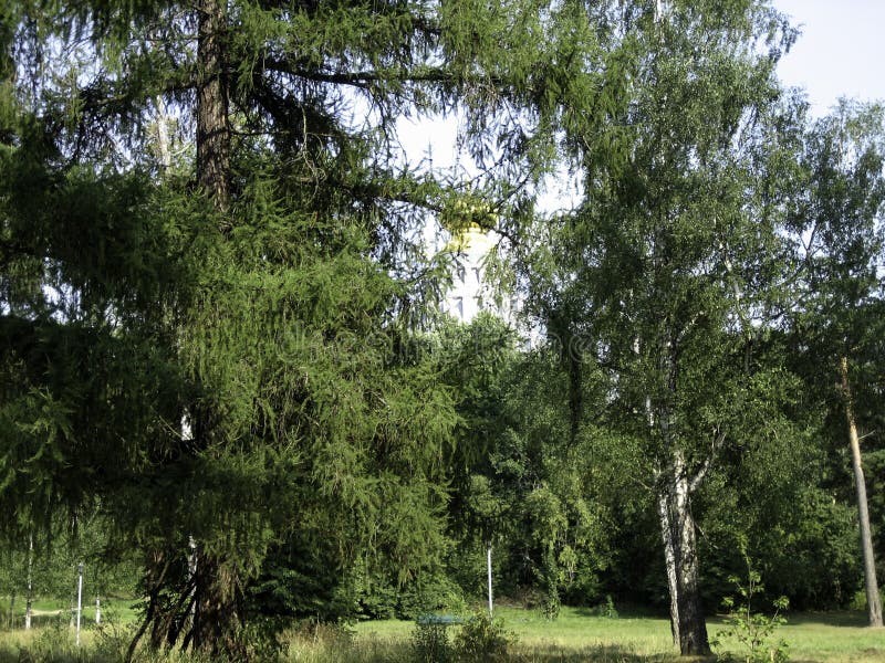 Spreading Crown of Beech Tree Stock Photo - Image of foliage, outdoor ...