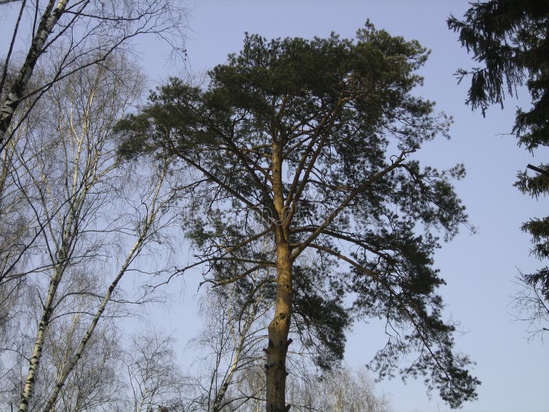 The Spreading Crown of a Pine Tree Surrounded by Other Trees in the ...