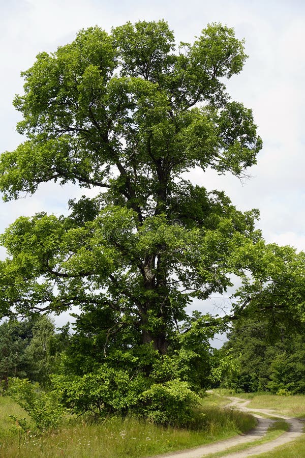 Spreading Crown of an Old Oak Tree on a Picturesque Slope Stock Photo ...