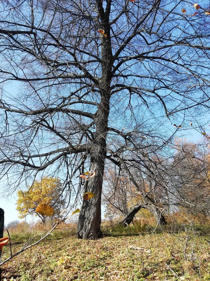 The Spreading Crown of the Tree Was Hungry without the Warm Rays of the ...