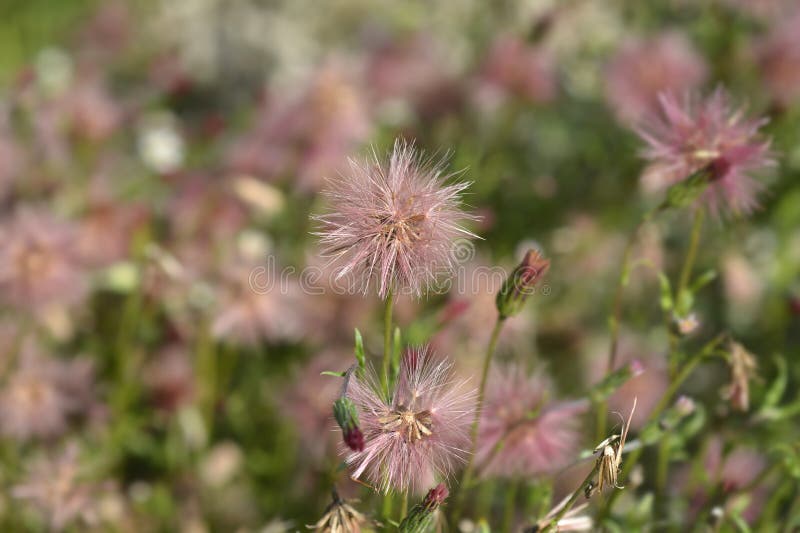 Spreading fleabane stock image. Image of seeds, fleabane - 276654071