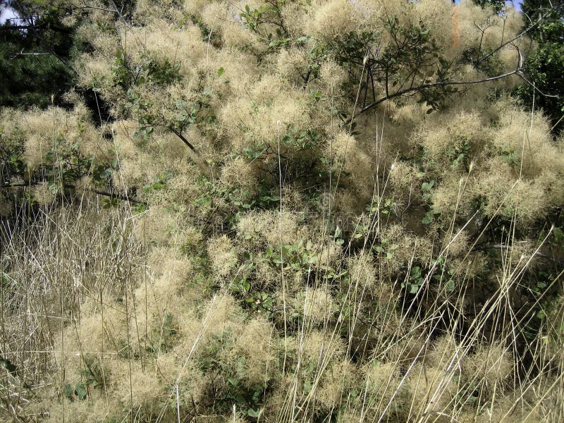 Spreading Furry Bush Smoke Tree Leather Grows Amongst Bushes and TUI ...
