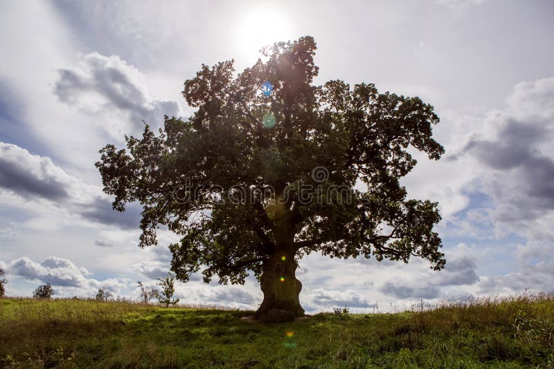 Spreading a Large Oak Tree Stands in Field Stock Photo - Image of brown ...