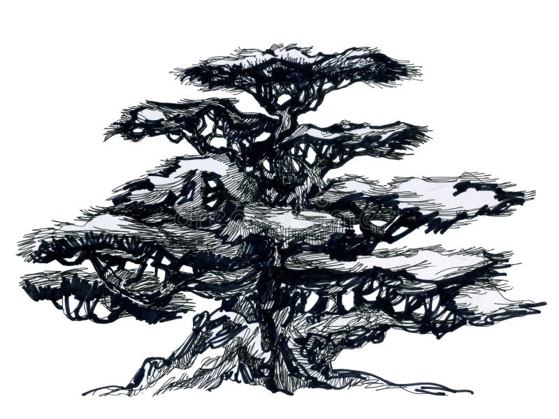 Spreading Large Tree. Bonsai Style. Stock Illustration - Illustration ...