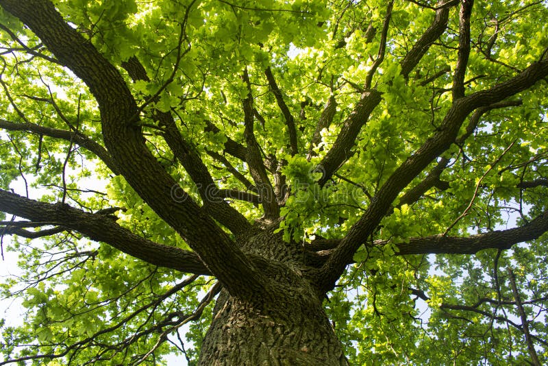 Sprawling Tree. Oak Branches. Stock Image - Image of large, tree: 172596203