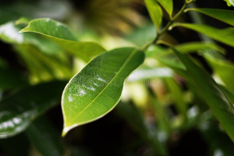 Spreading out stock photo. Image of plant, wildflower - 225320910