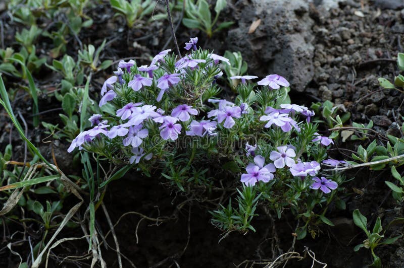 Spreading Phlox stock photo. Image of iron, pacific - 108348810