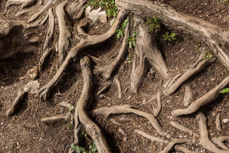 Tangled Process Stock Photos - Free & Royalty-Free Stock Photos from ...