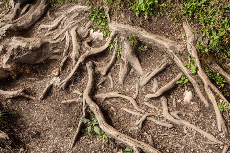 Spreading Root System of Tree; Deep Forest Image Stock Photo - Image of ...
