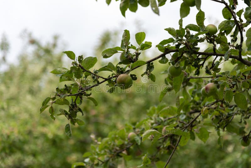 Apple Tree Branches with Green Young Apple Fruit Stock Image - Image of ...