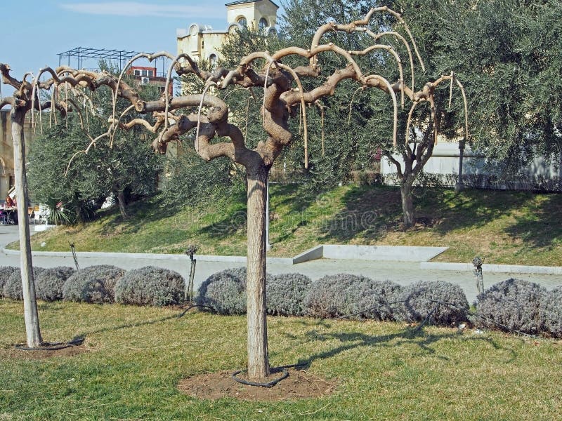 Spreading Southern Tree with Curved Arch Branches without Leaves Stock ...