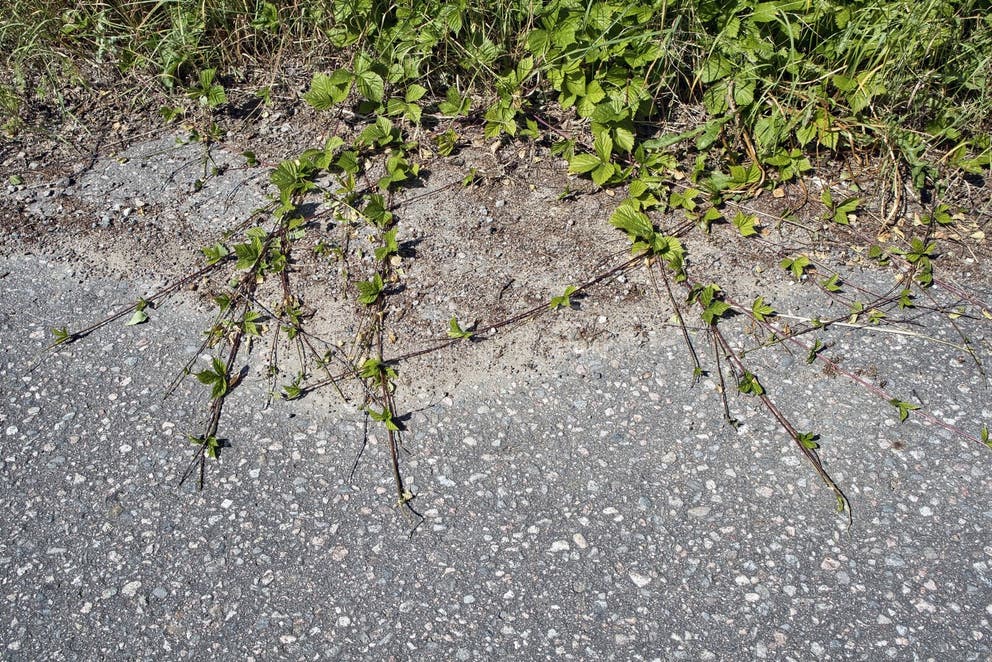 The Spreading Stolons of Wild Strawberry on the Roadside Stock Image ...