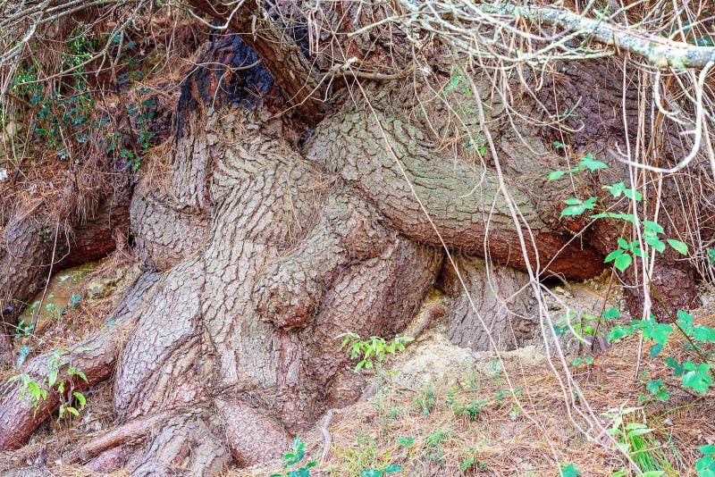 Spreading Thick Tree Roots stock photo. Image of growing - 149037450