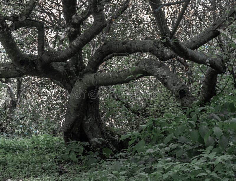 Spreading tree branches stock photo. Image of grows - 173538336