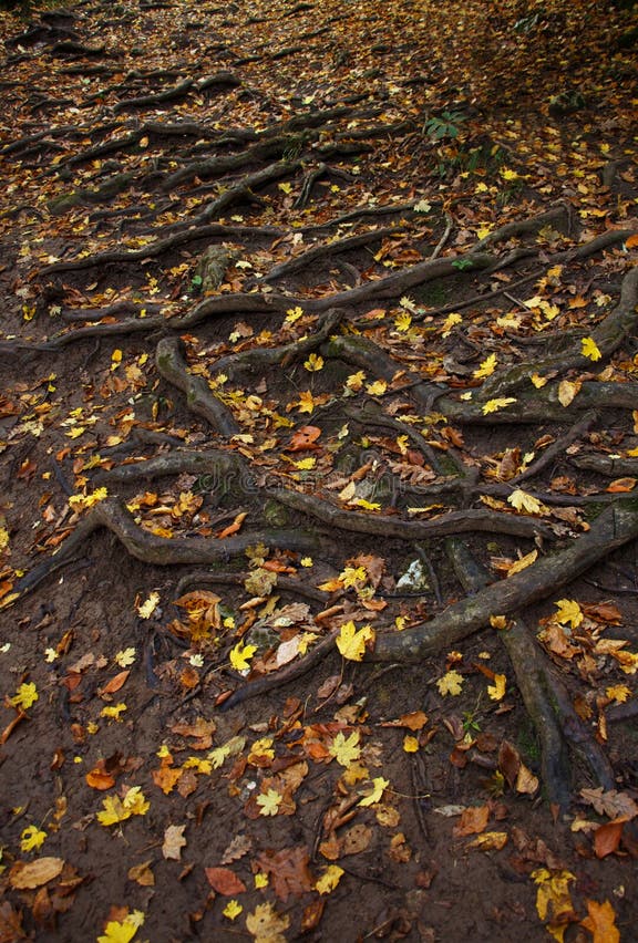 Spreading Tree Root System and Fallen Leaves on the Ground. Stock Image ...