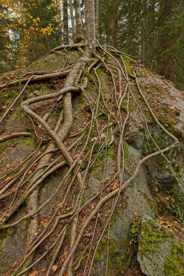 Spreading tree roots. stock photo. Image of spread, rock - 303108430